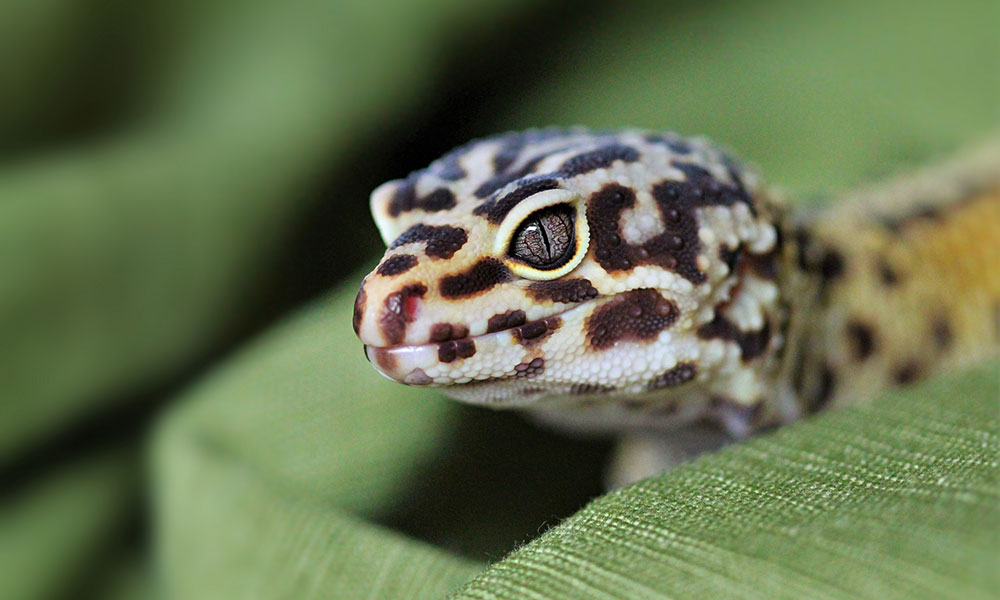 “งอกสมองใหม่ได้” แนวทางการรักษาใหม่แห่งอนาคตที่แพทย์ได้จากตุ๊กแกเสือดาว ...